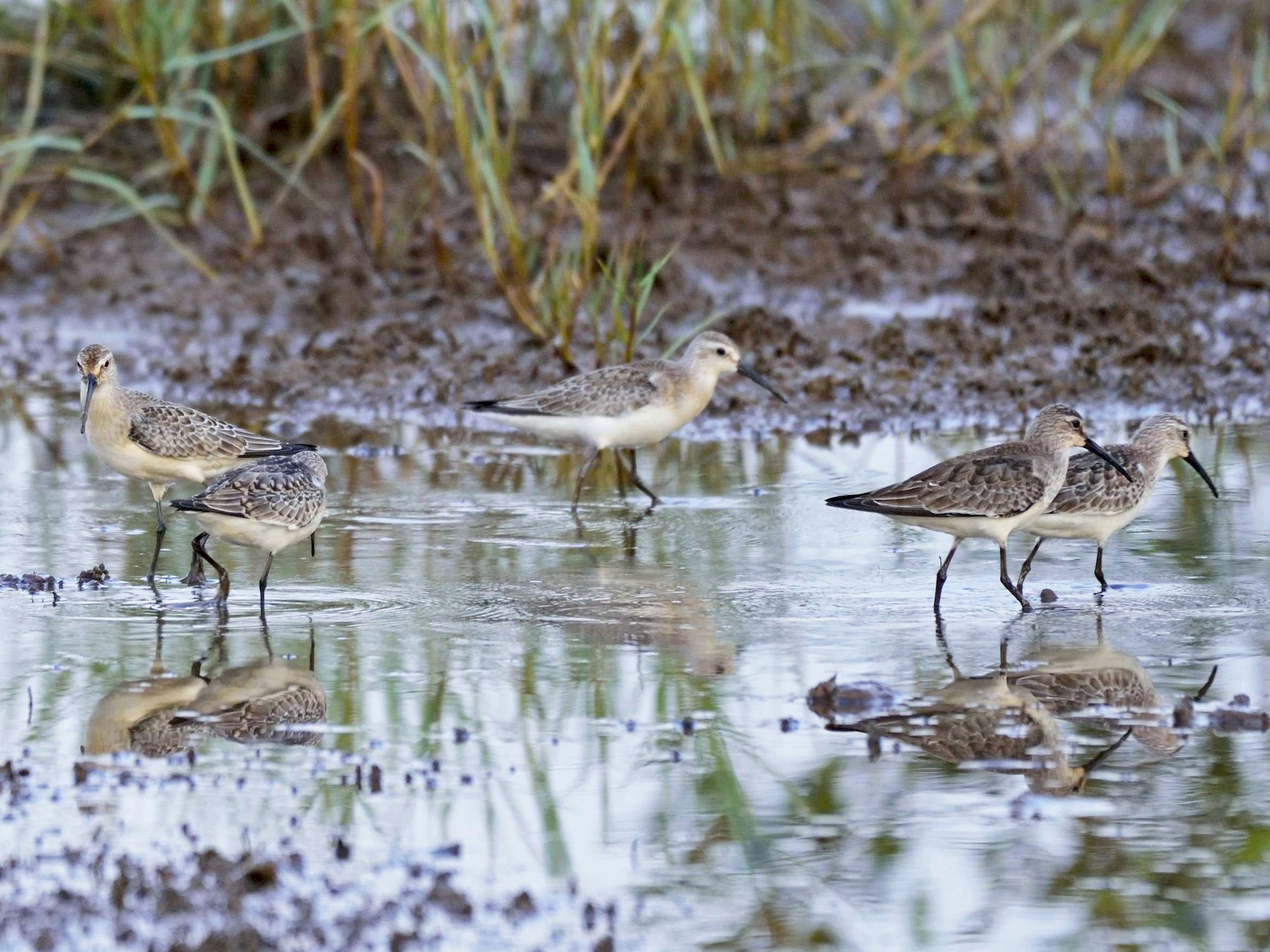 Curlew Sandpiper - eBird