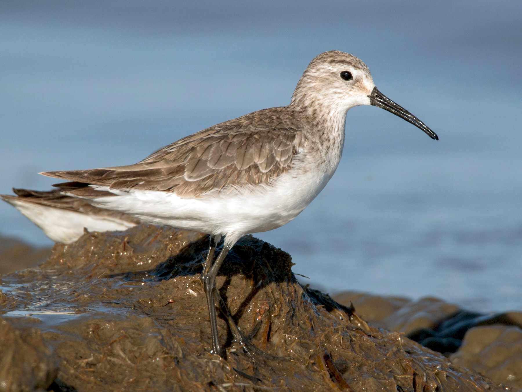 Curlew Sandpiper - eBird