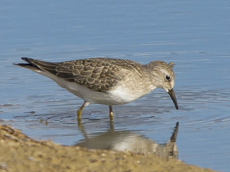 Temminck's Stint - eBird