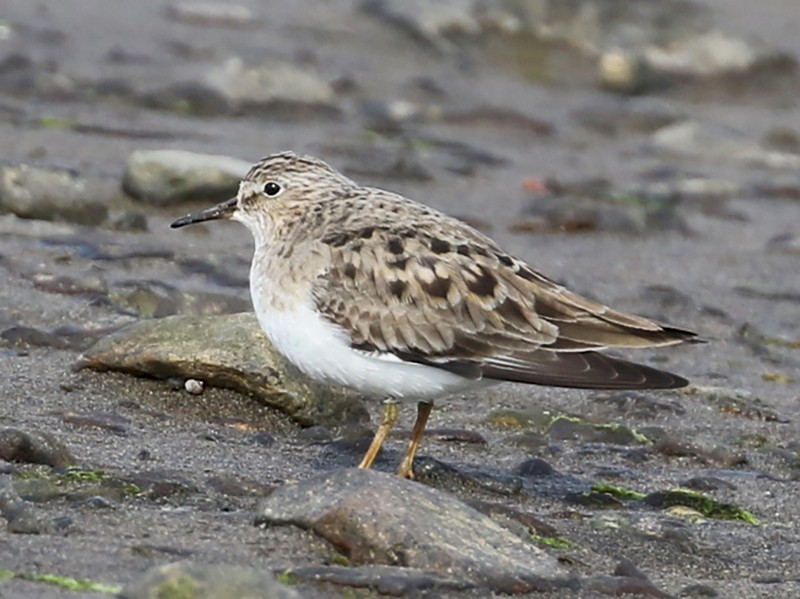 Temminck's Stint - eBird