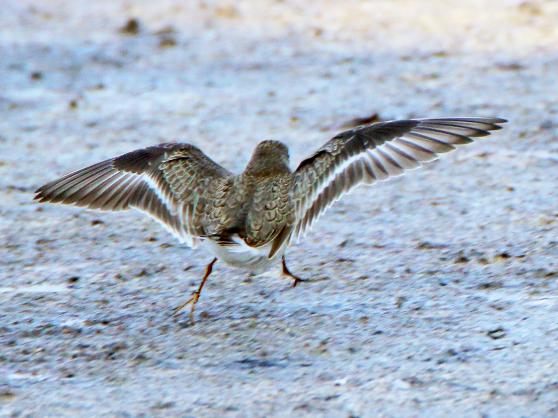 Temminck's Stint - eBird