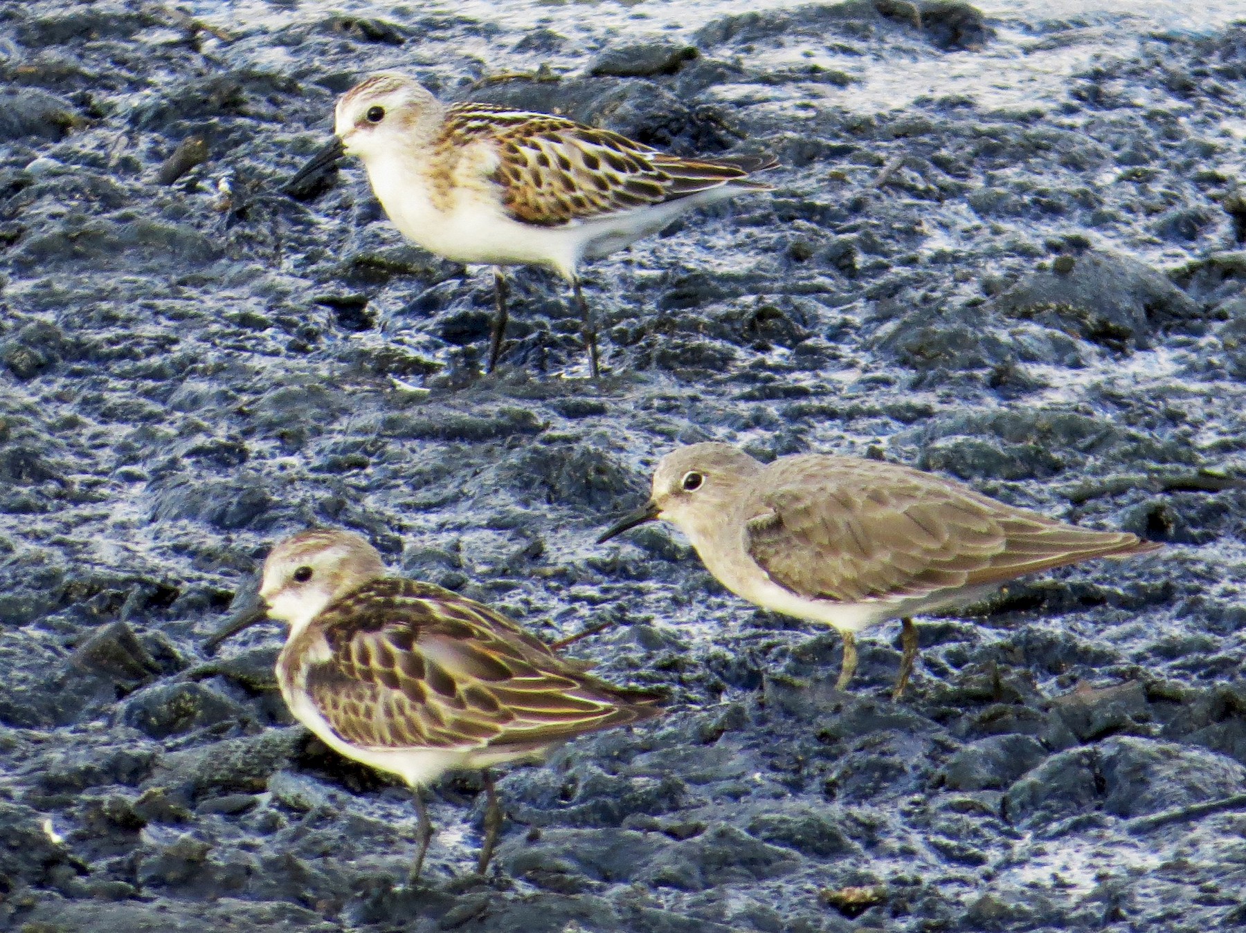 Temminck's Stint - eBird