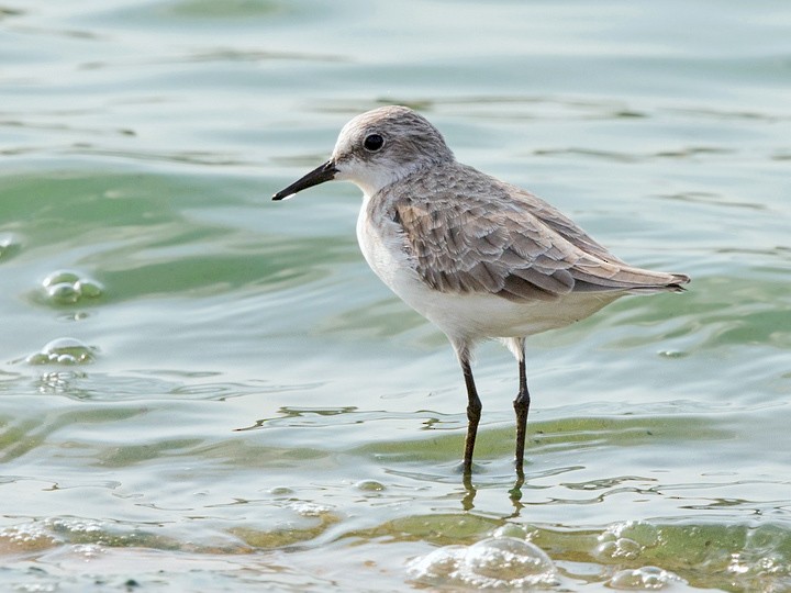 Little Stint - eBird