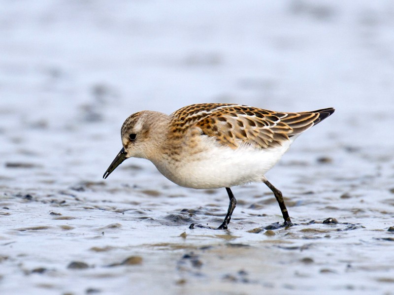 Little Stint - eBird