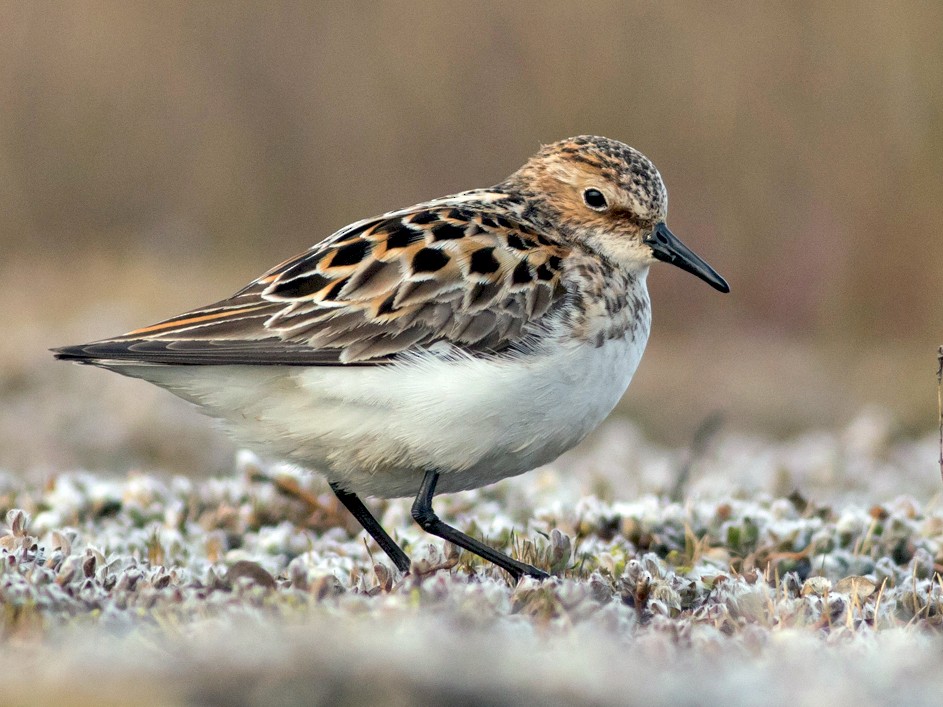 Little Stint - eBird