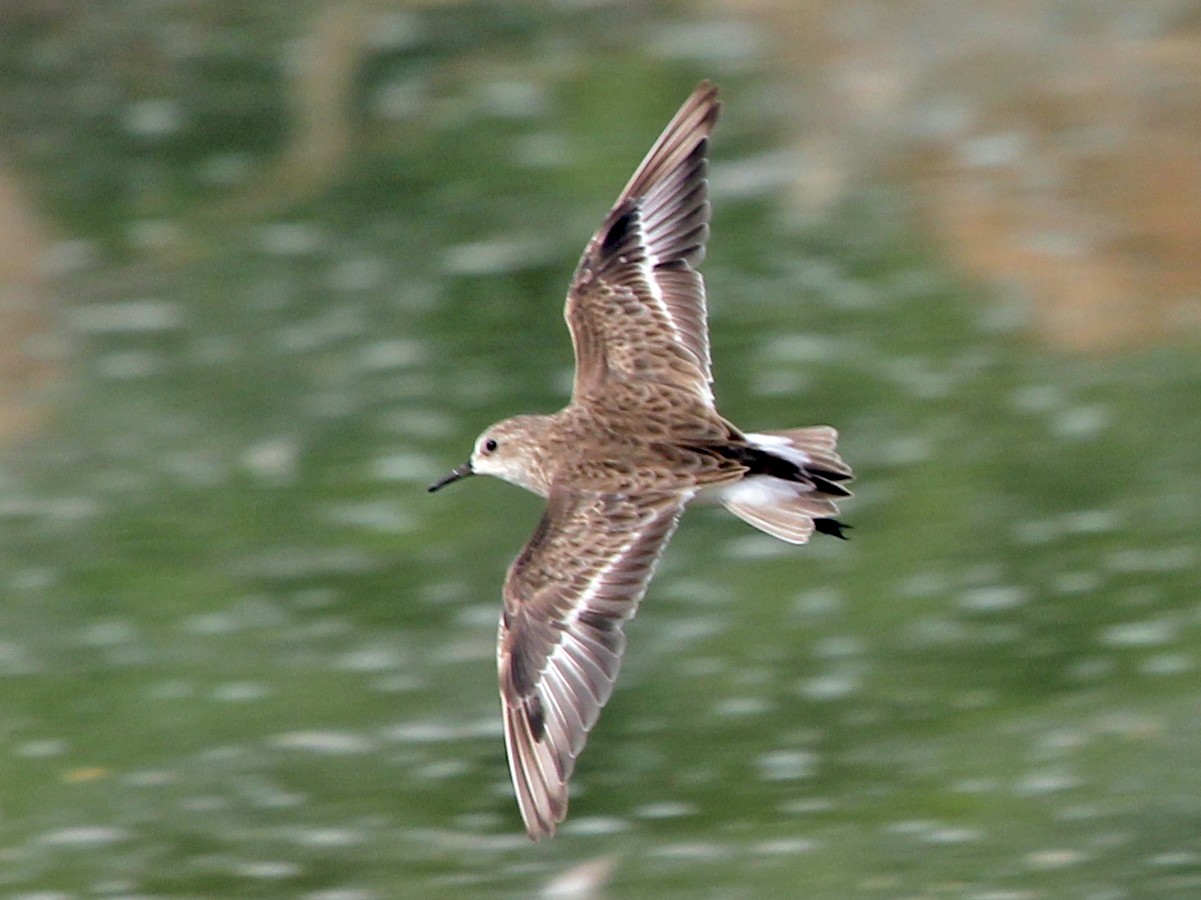 Little Stint - eBird