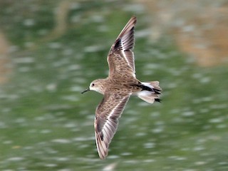 Little Stint - eBird