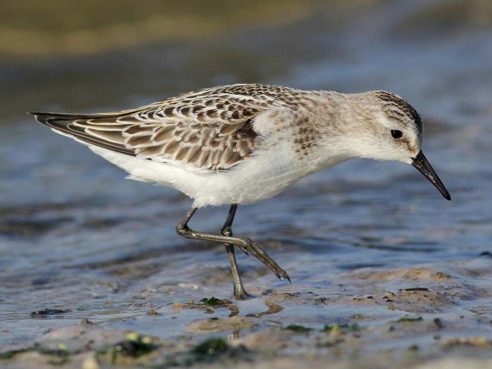 Little Stint - eBird