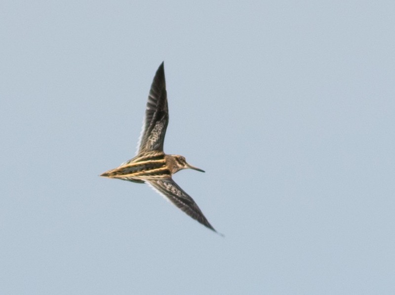 Jack Snipe - eBird