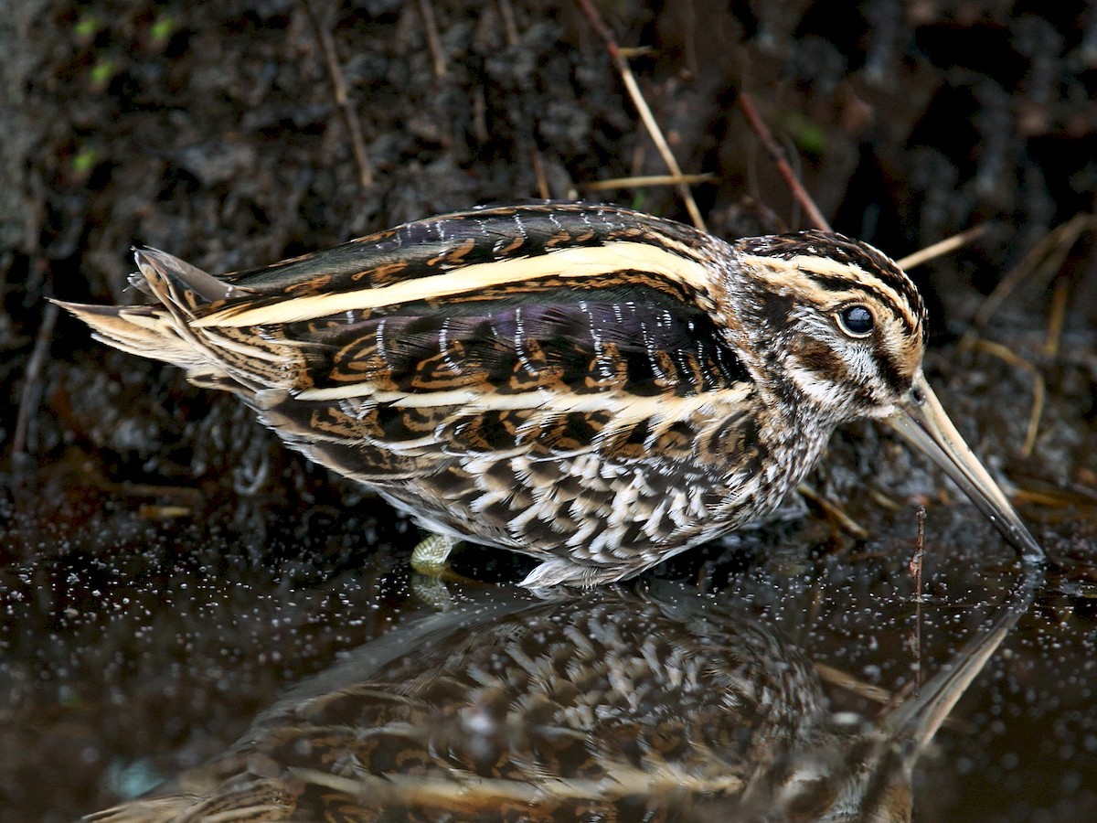 Jack Snipe - Lymnocryptes minimus - Birds of the World