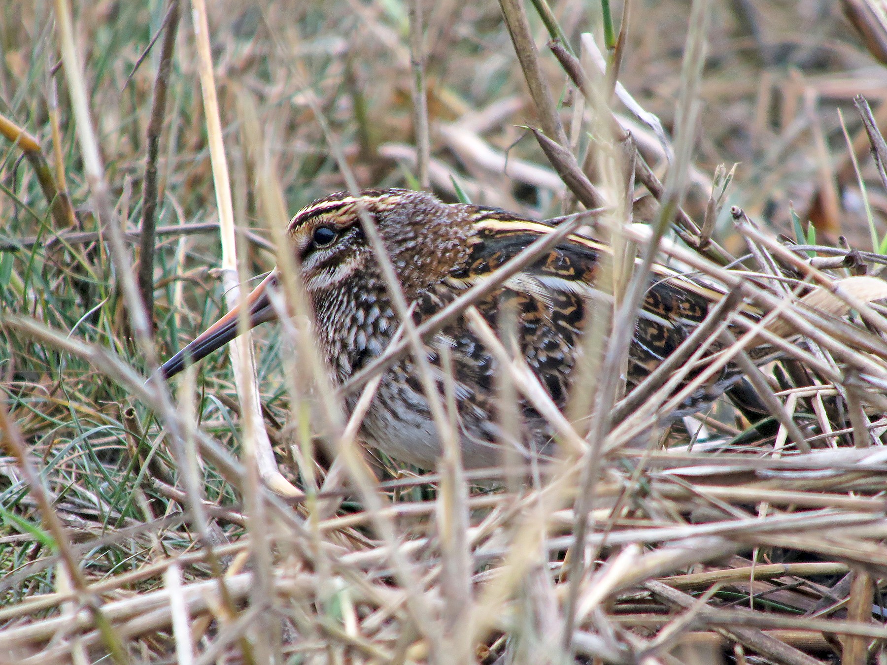 Jack Snipe - eBird