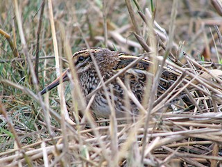 Jack Snipe - eBird