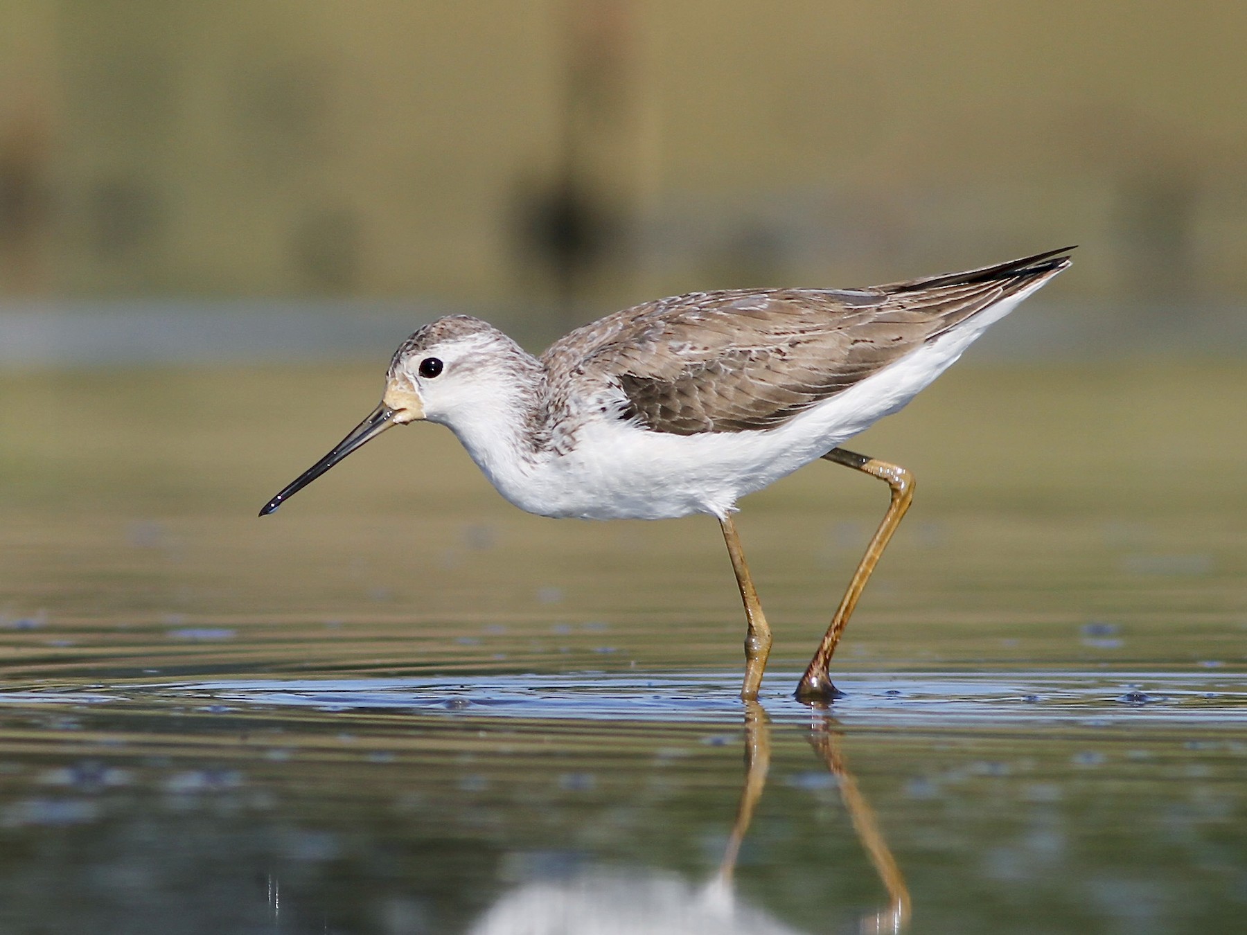 Marsh Sandpiper - eBird