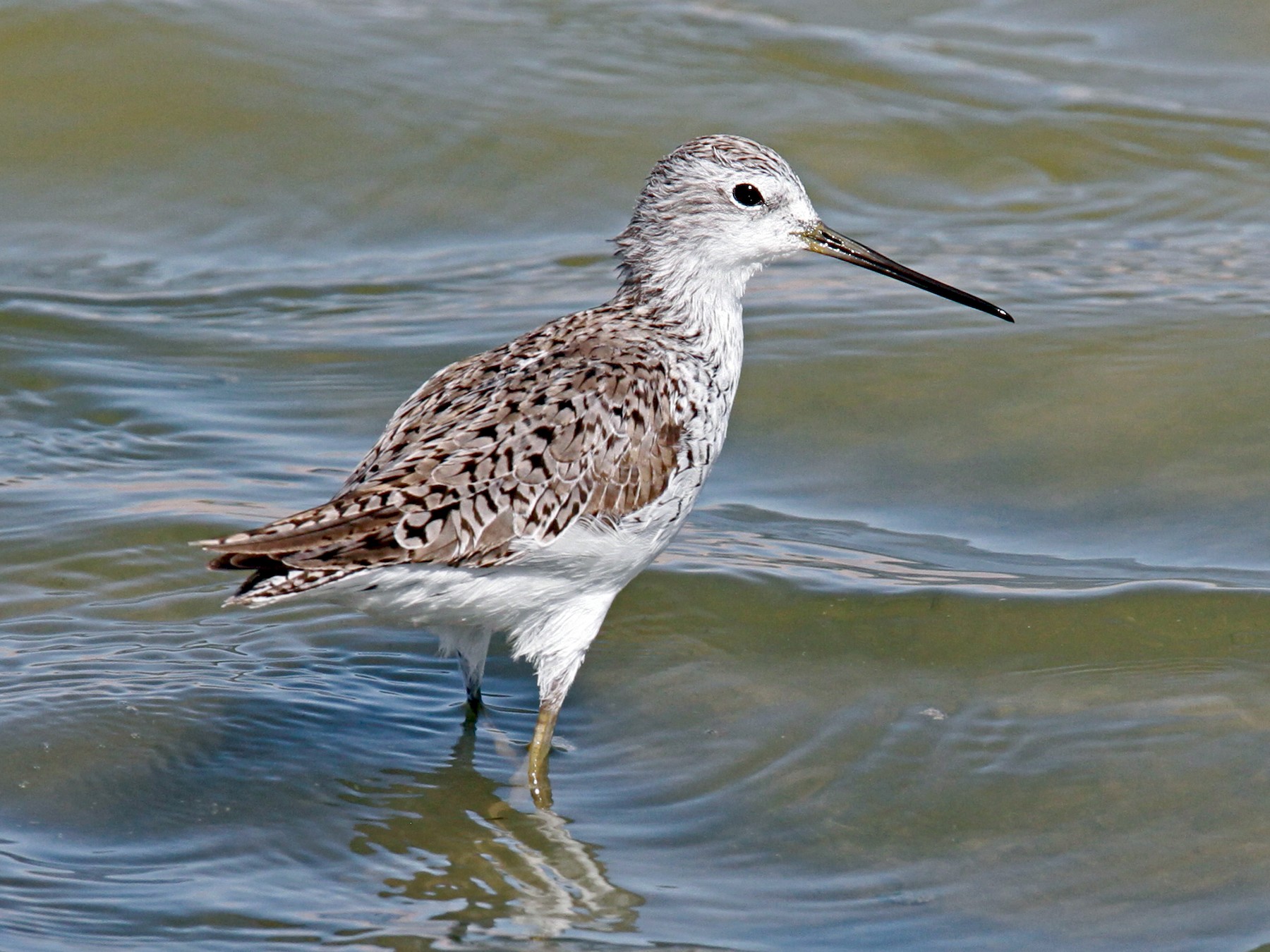 Marsh Sandpiper - eBird