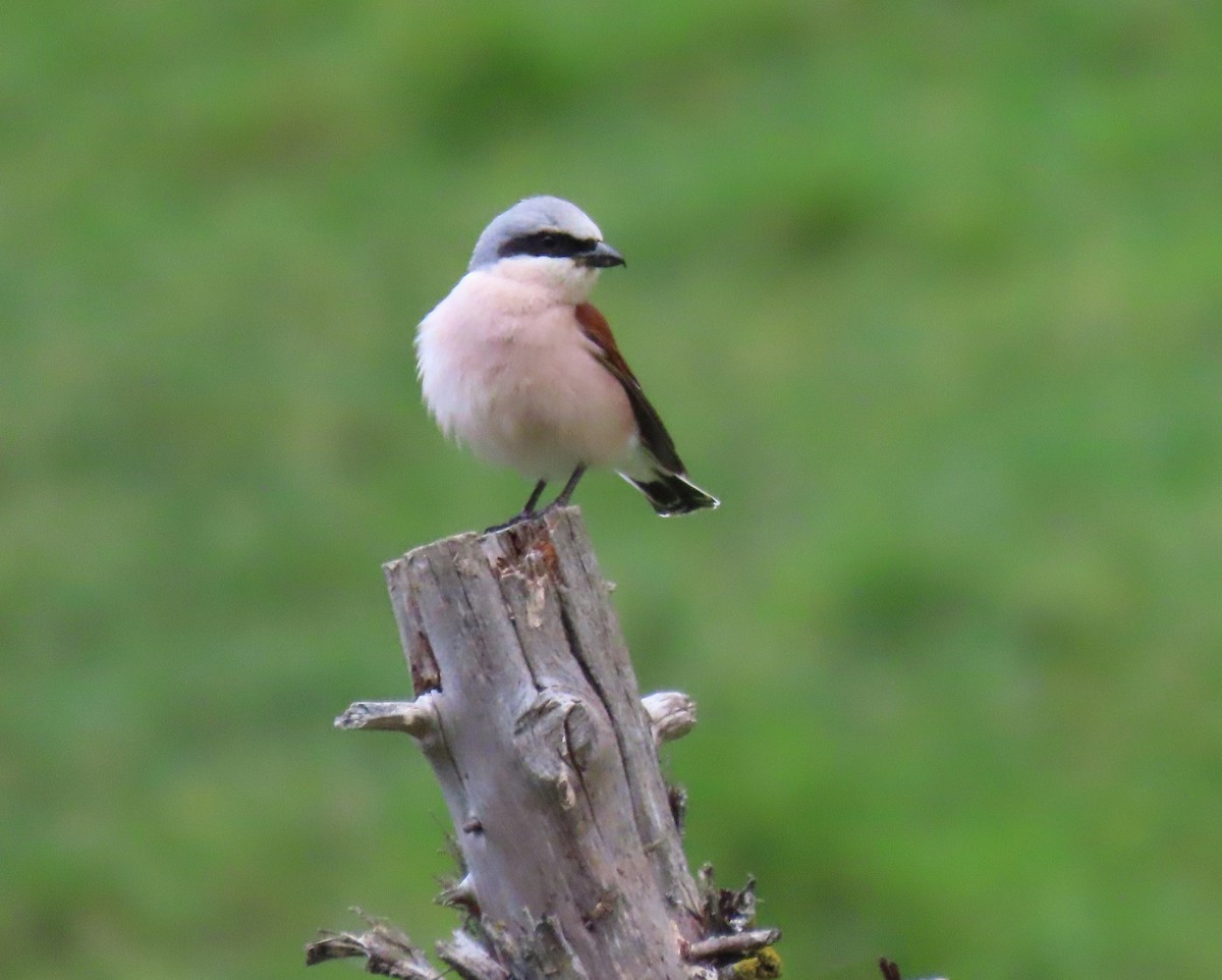 ML463239561 - Red-backed Shrike - Macaulay Library