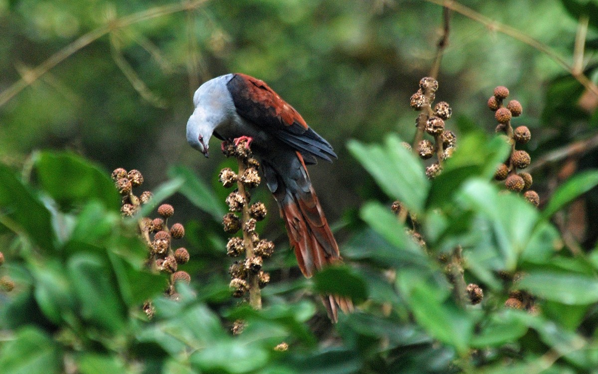 Great Cuckoo-Dove - Reinwardtoena reinwardti - Birds of the World