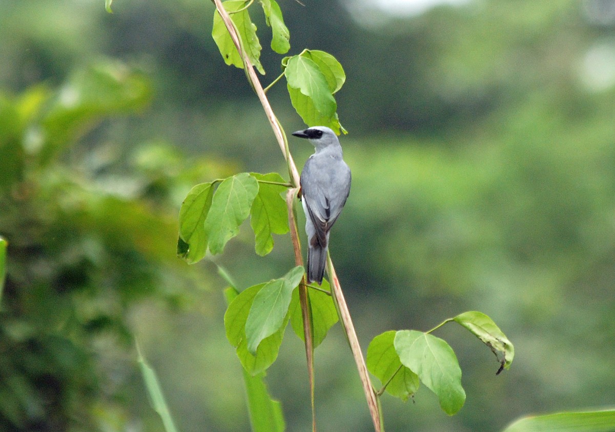eBird Checklist - 16 Jul 2007 - Brown River/Vanapa River lowlands - 34 ...