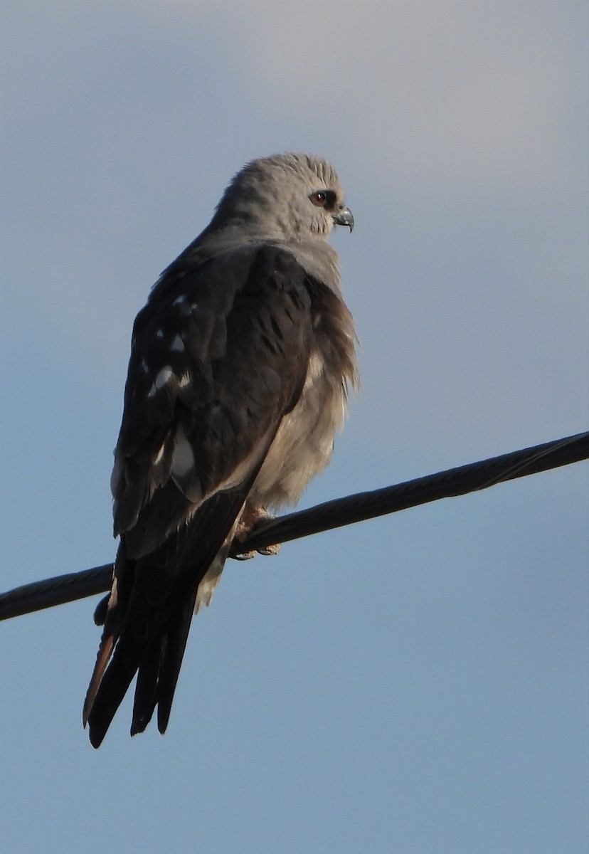 eBird Checklist - 28 Jun 2022 - 8549–8559 SH-136, Borger US-TX 35.62578 ...
