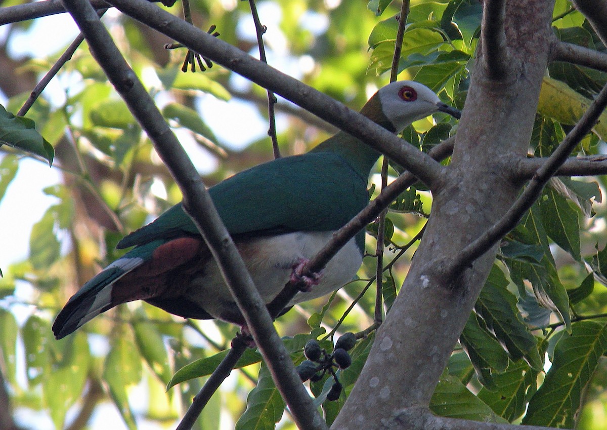 White-bellied Imperial-Pigeon - Ducula forsteni - Birds of the World