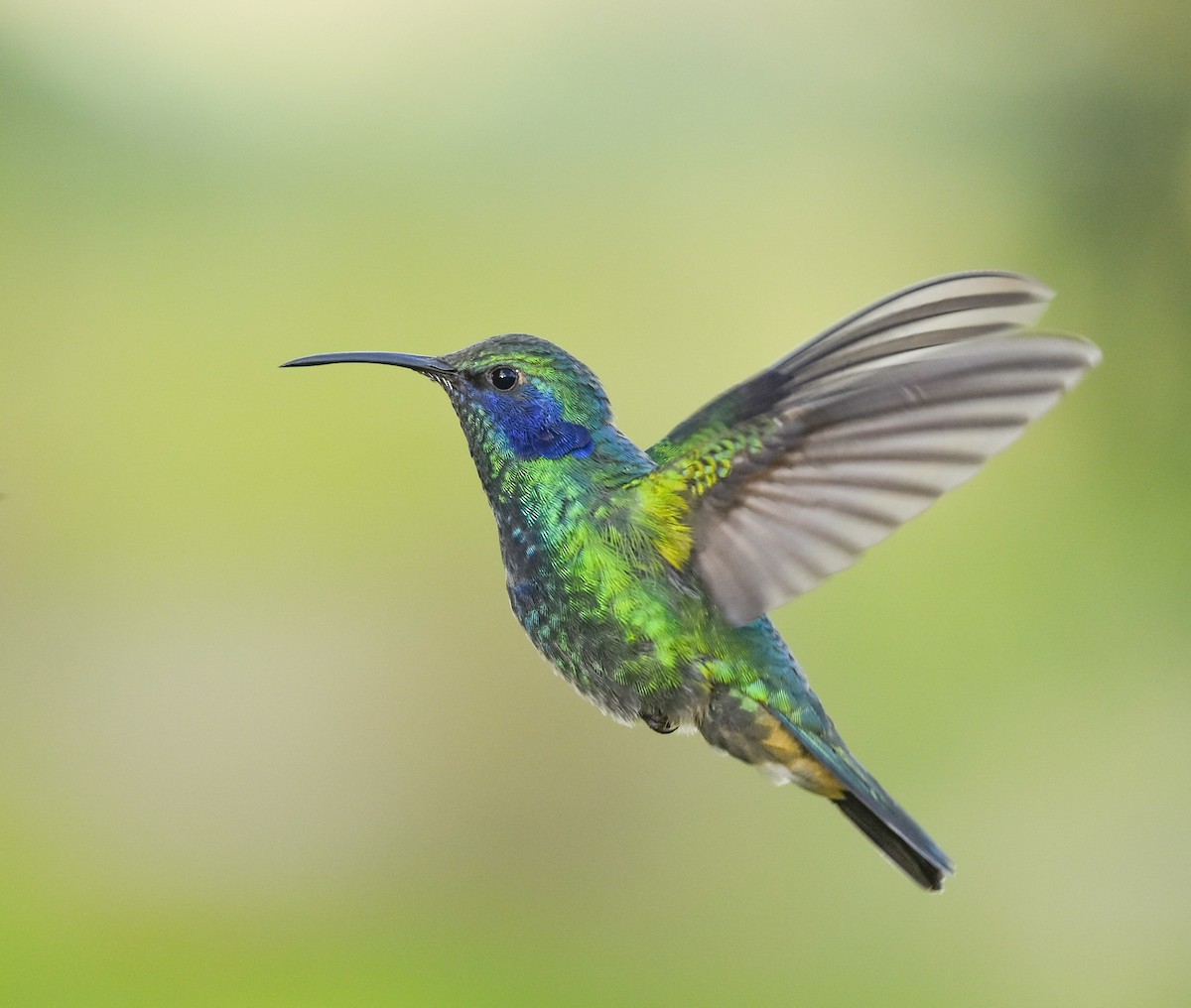 eBird Checklist - 27 Jun 2022 - Escondites Para Fotografías De Aves ...