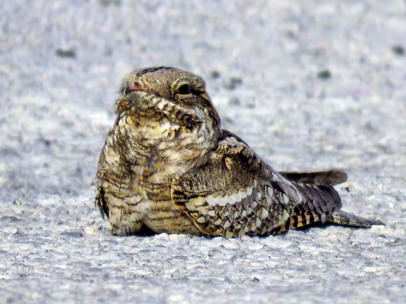 Eurasian Nightjar - eBird