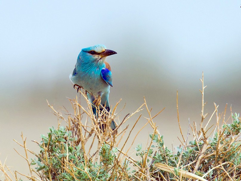 European Roller - eBird