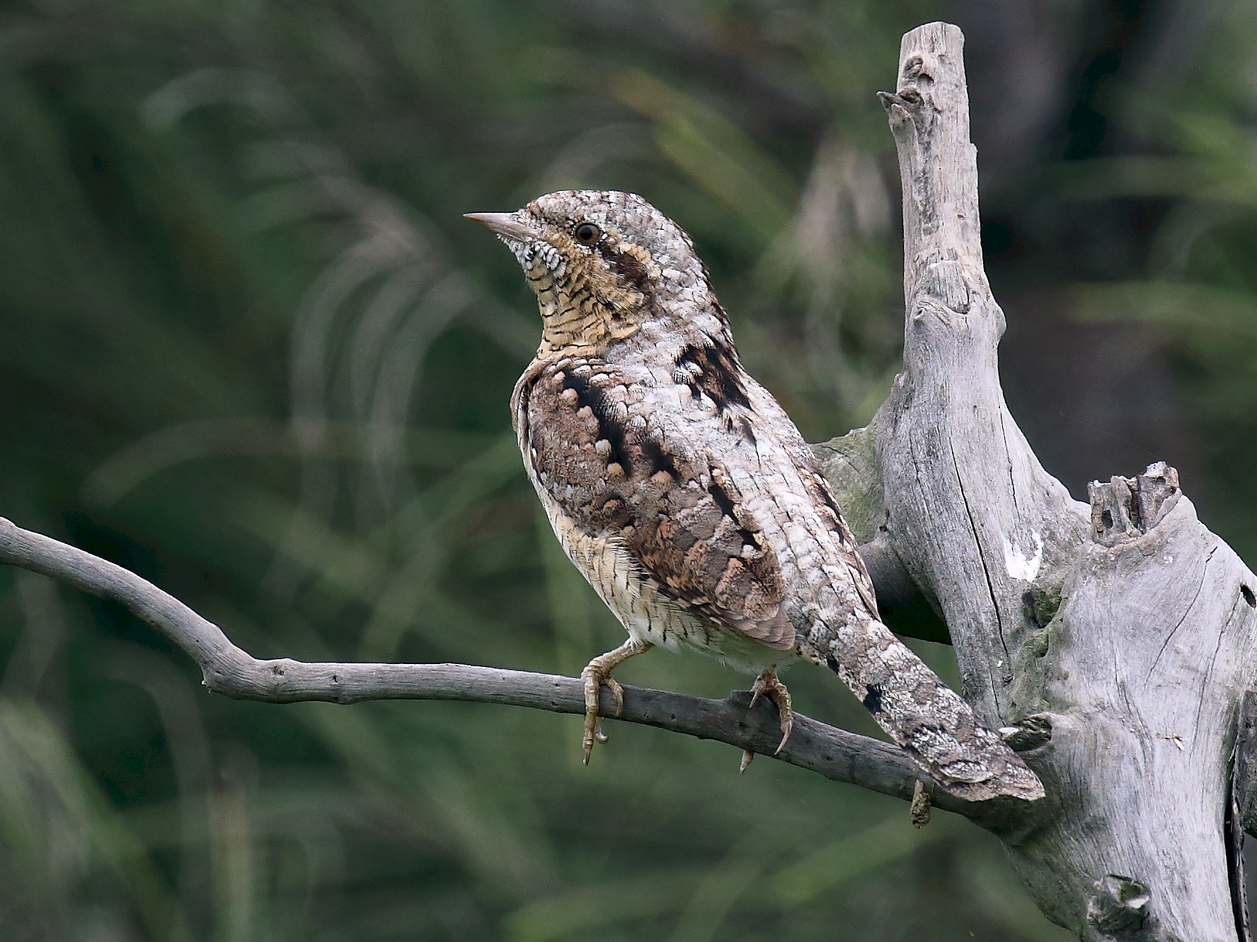 Eurasian Wryneck - eBird