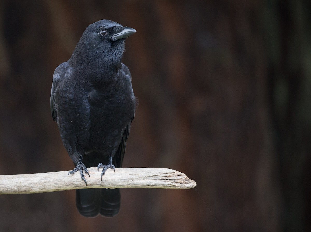 ML46351921 American Crow Macaulay Library