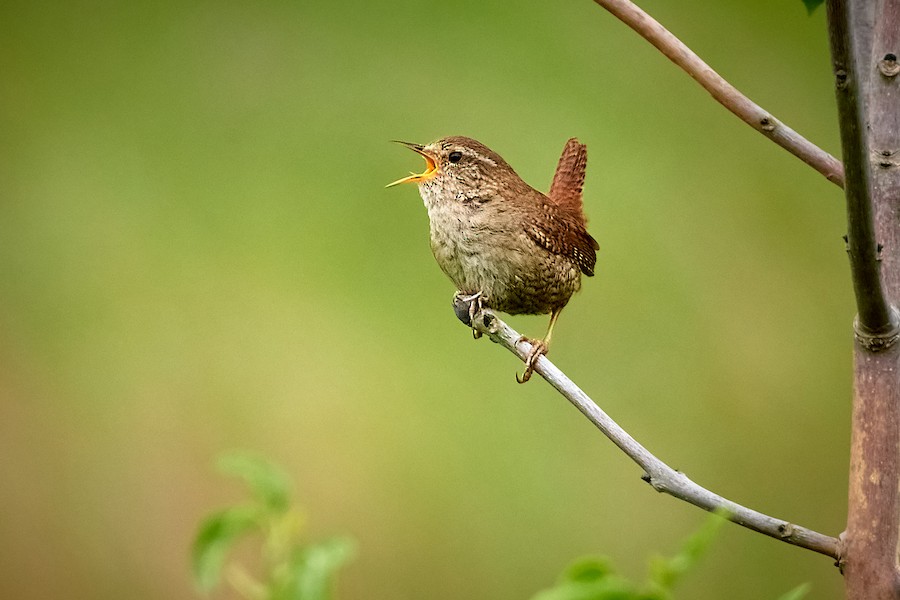 Eurasian Wren (British) - eBird