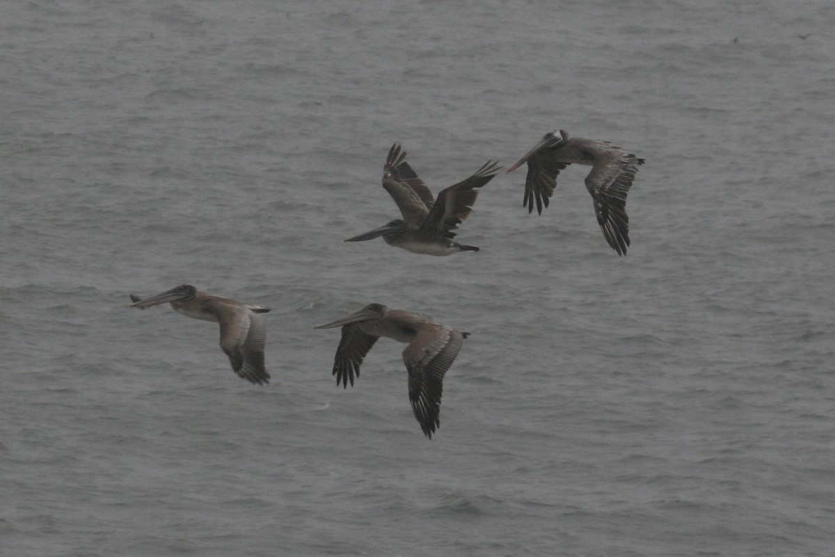 ML463759601 - Brown Pelican - Macaulay Library