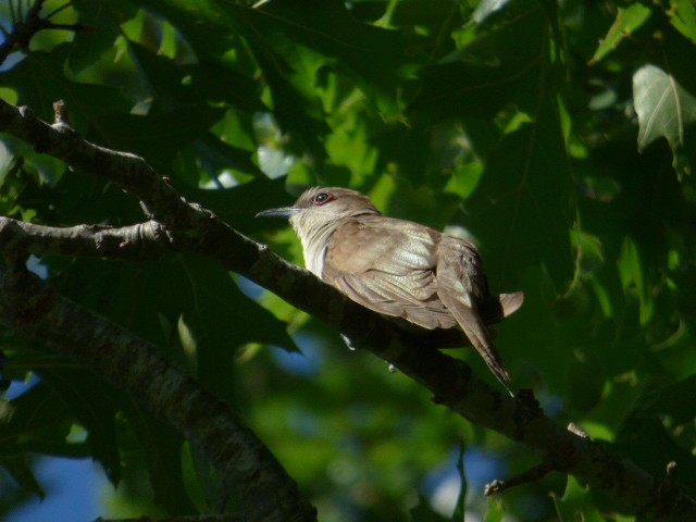 ML463797231 Black-billed Cuckoo Macaulay Library
