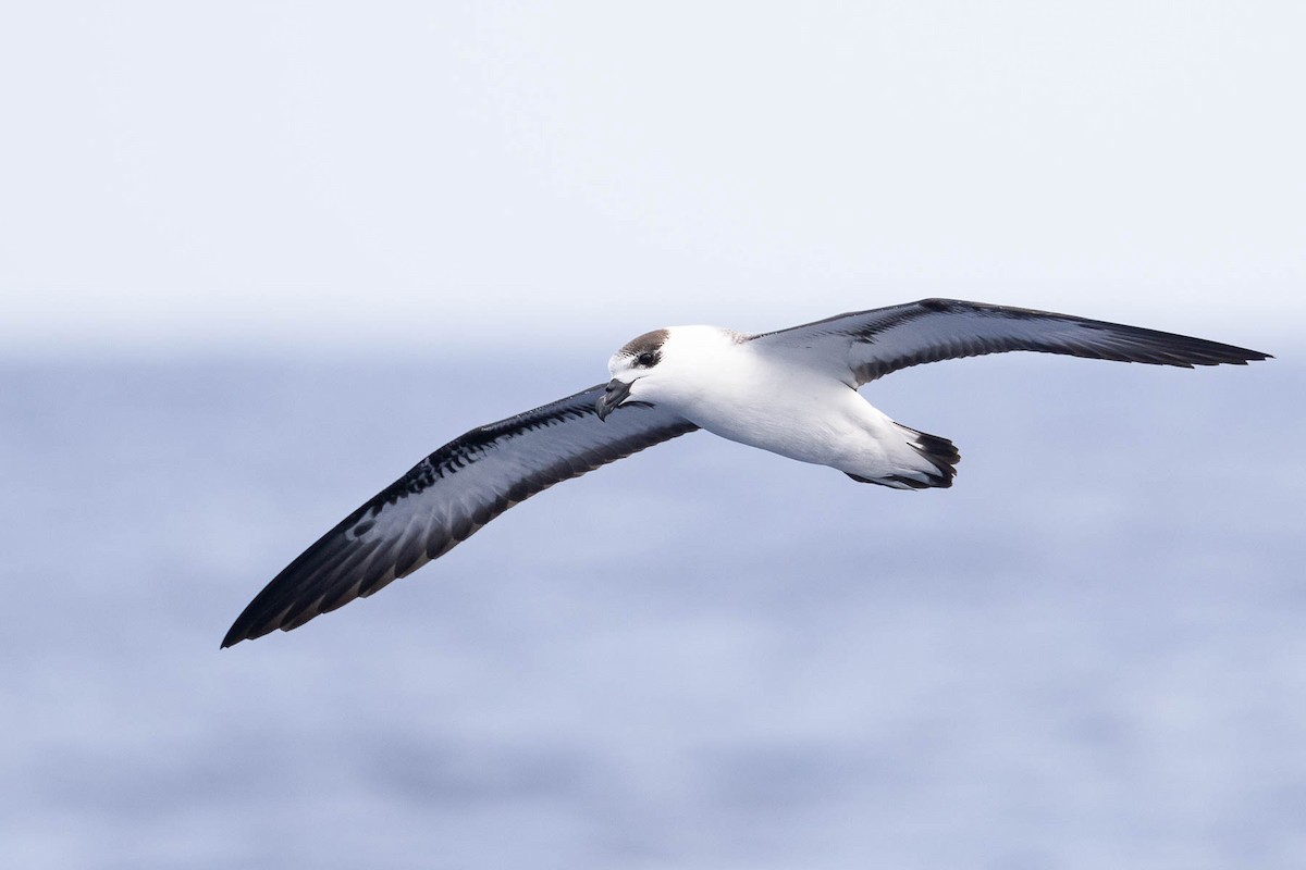 ML463809721 Black-capped Petrel Macaulay Library