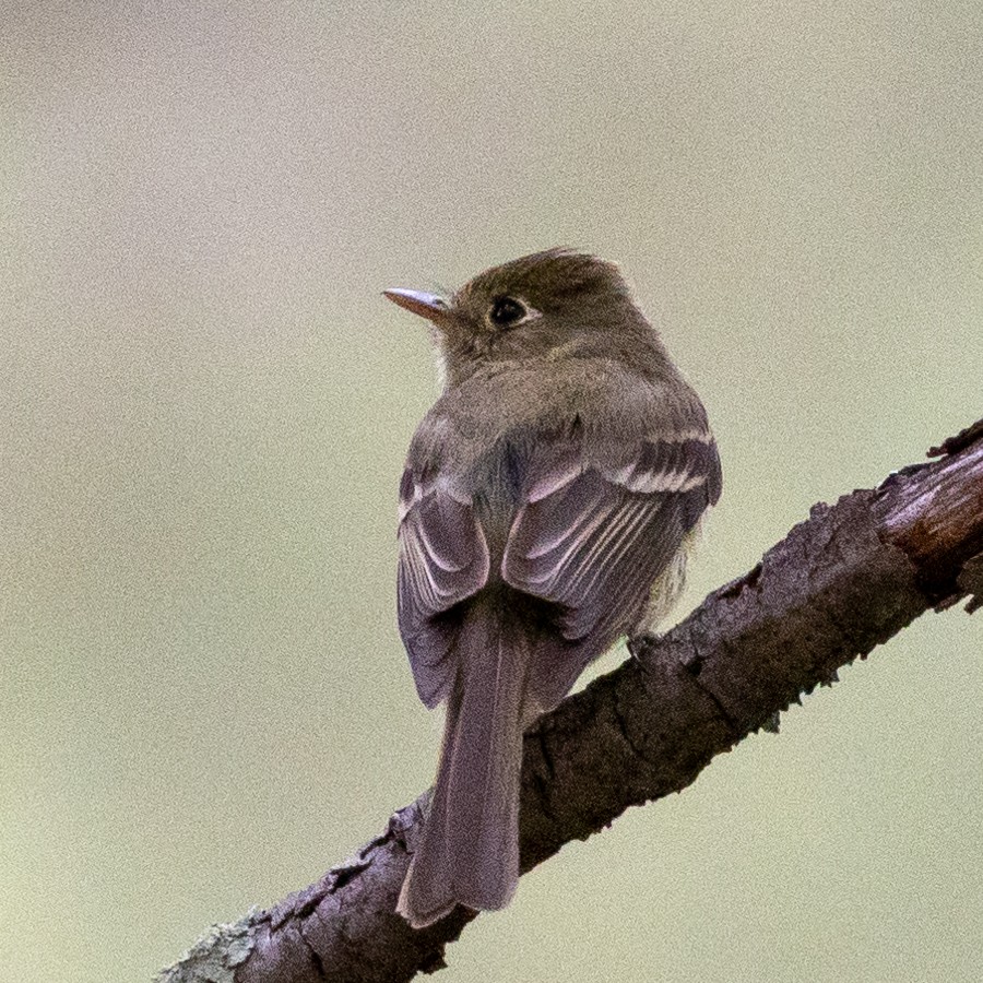 eBird Checklist - 26 Jun 2022 - stakeout Pine Flycatcher, Rose Canyon ...