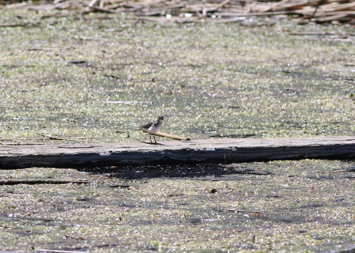 eBird Checklist - 31 May 2022 - Dyer - White Mountain Ranch (aka Dyer ...
