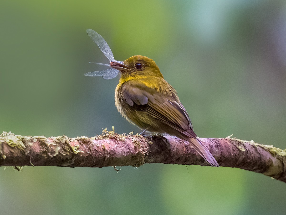 Sapayoa - Sapayoa aenigma - Birds of the World
