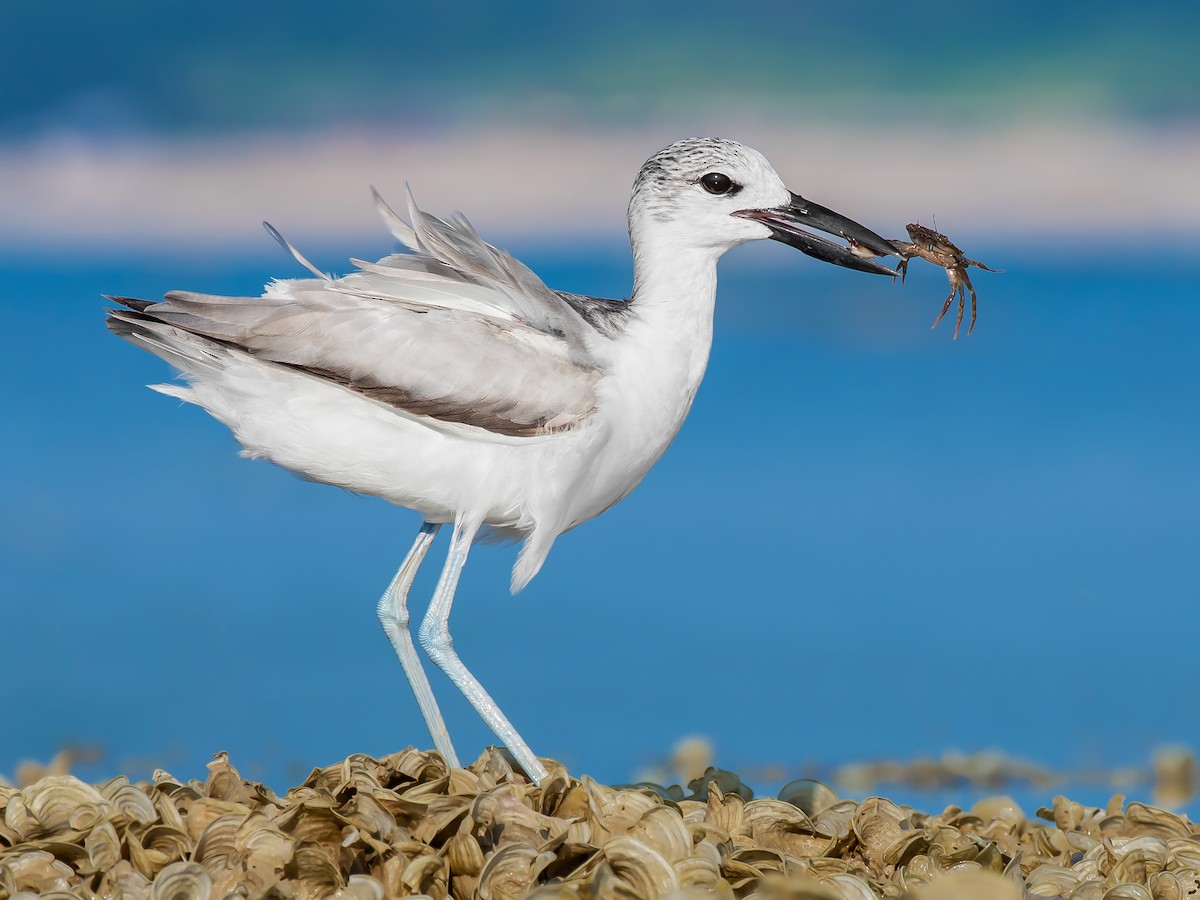 Crab-Plover - Dromas ardeola - Birds of the World