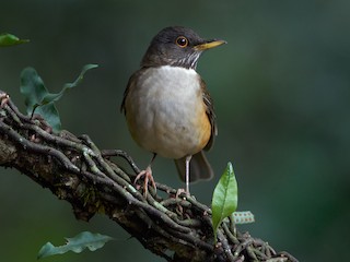 White-necked Thrush - Turdus albicollis - Birds of the World