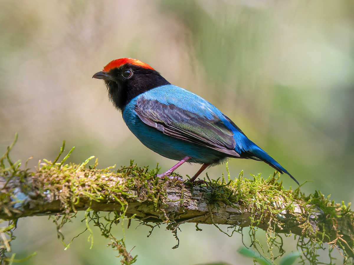 Swallow-tailed Manakin - Chiroxiphia caudata - Birds of the World