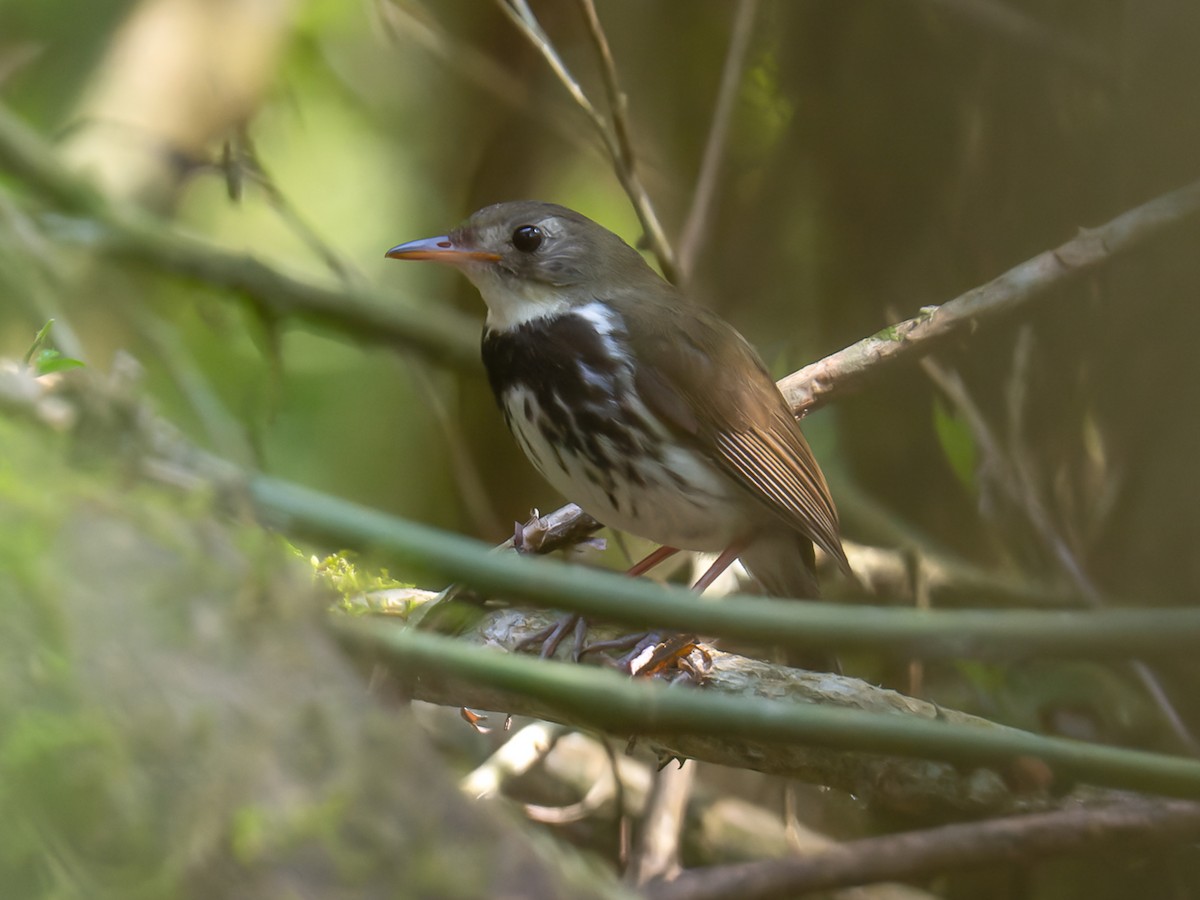 Southern Antpipit - Corythopis delalandi - Birds of the World