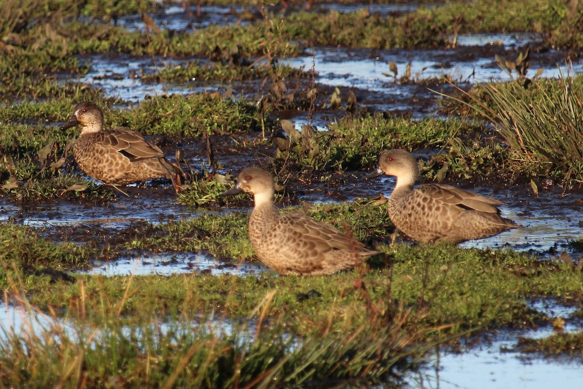 Gray/Chestnut Teal - eBird