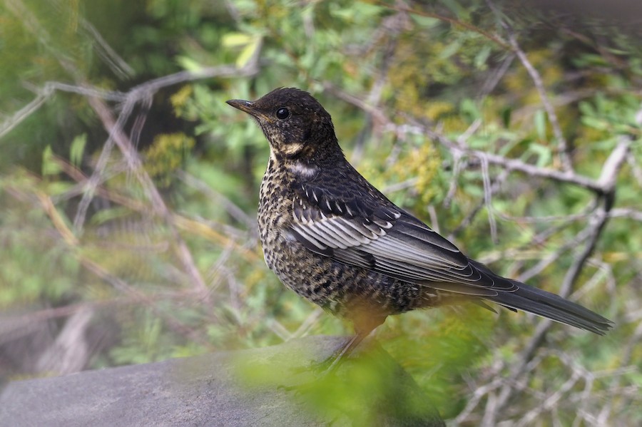 Ring Ouzel (Caucasian) - eBird