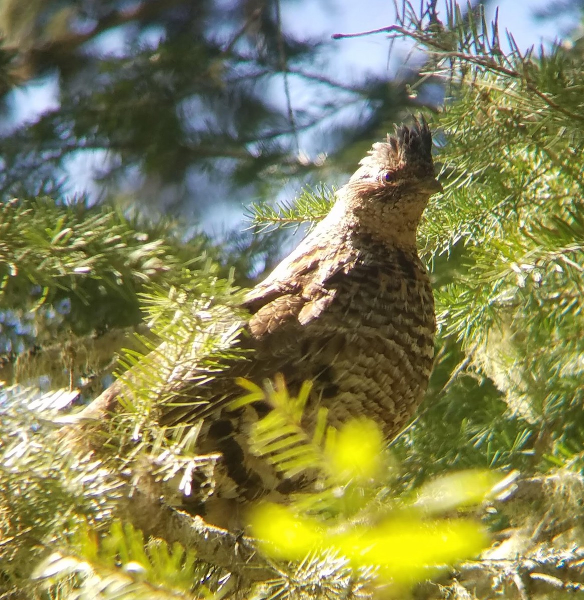 ML464028331 Ruffed Grouse Macaulay Library