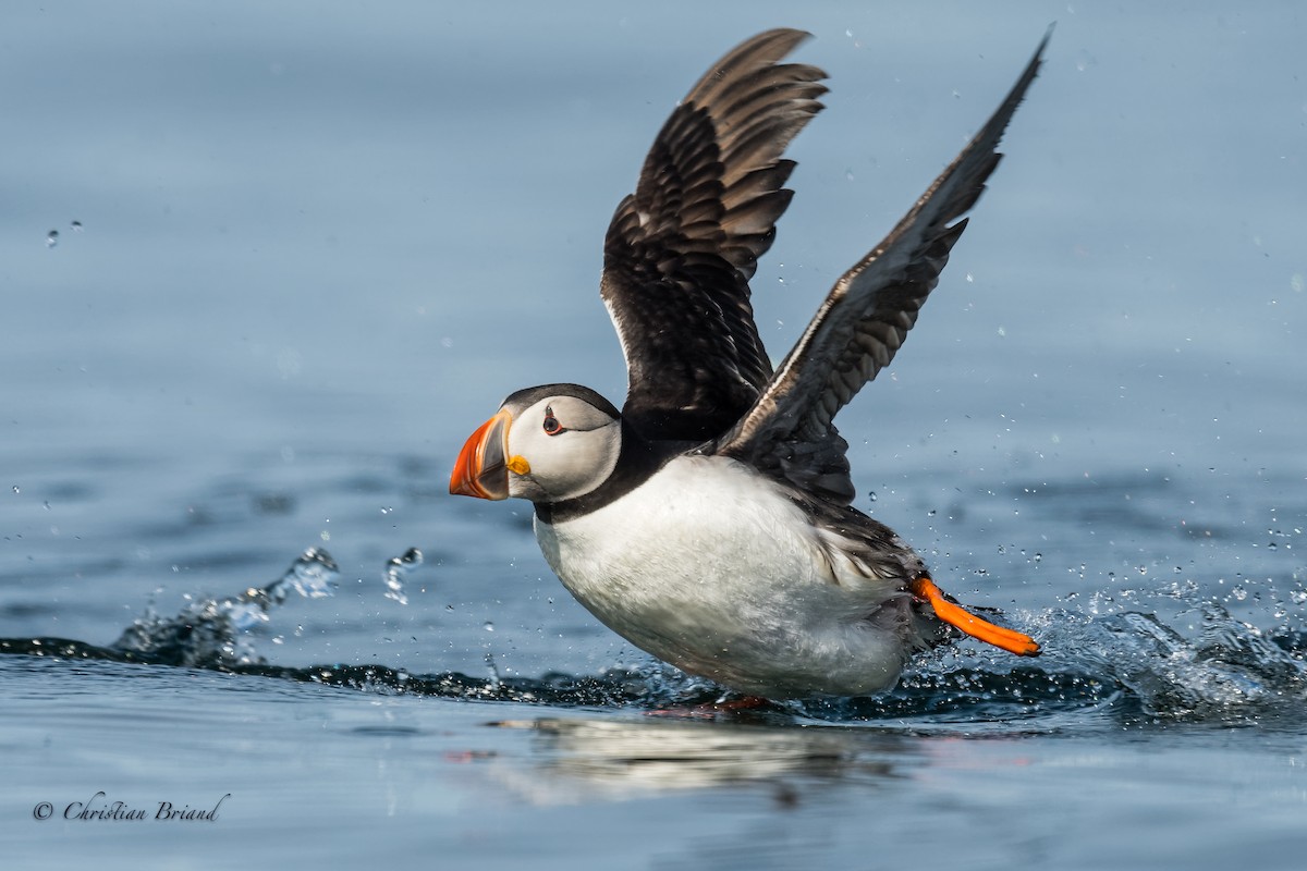 eBird Checklist - 1 Jul 2022 - PN Archipel-de-Mingan--Île aux ...