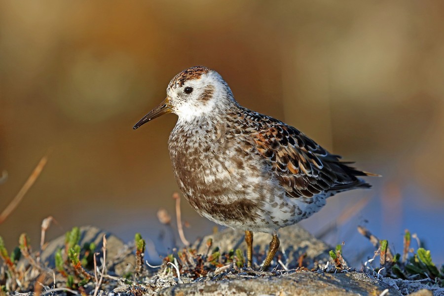 Rock Sandpiper (tschuktschorum) - eBird
