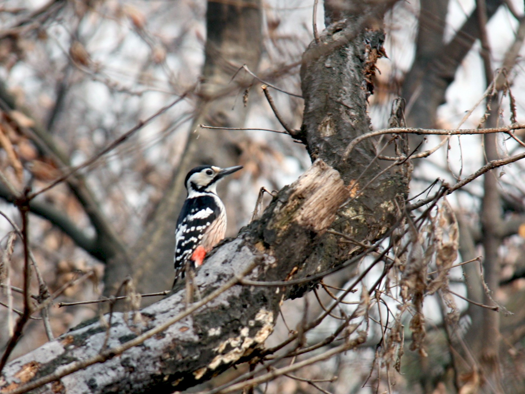 White-backed Woodpecker - eBird