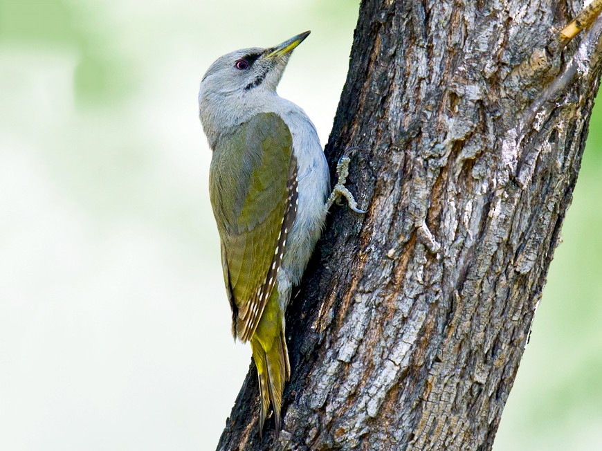Gray-headed Woodpecker - Picus canus - Birds of the World