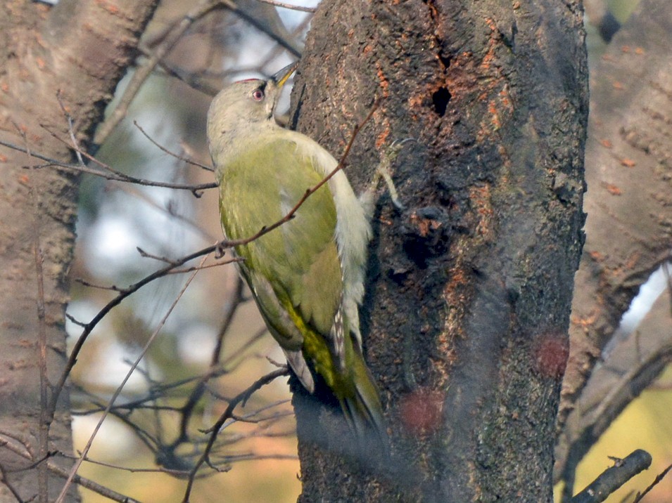 Gray-headed Woodpecker - eBird