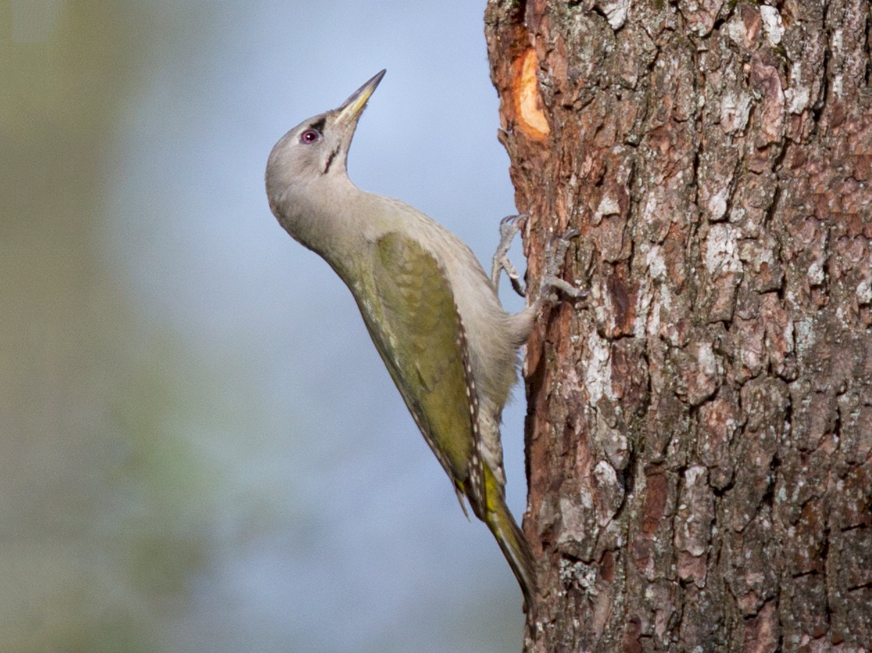 Gray-headed Woodpecker - eBird