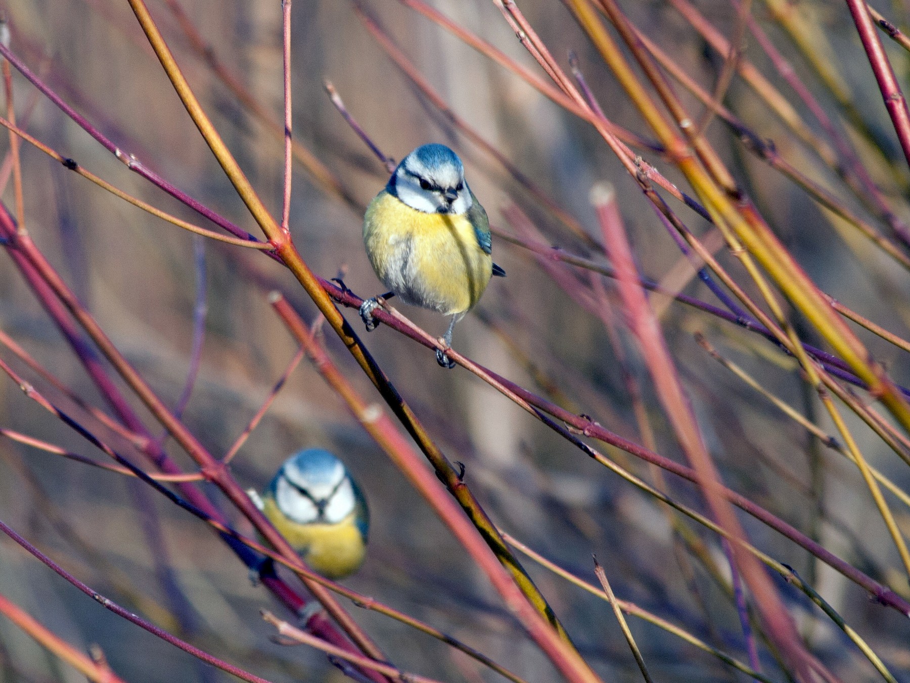 Eurasian Blue Tit - eBird