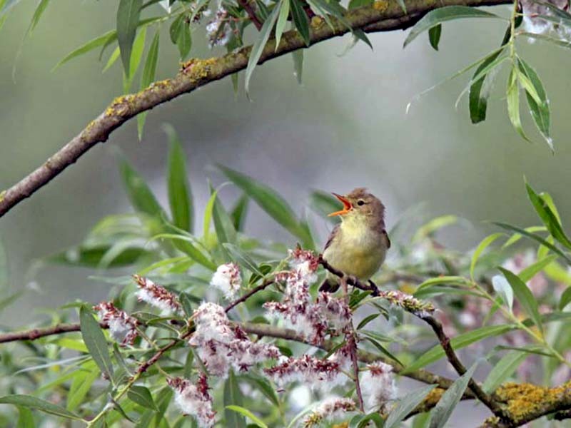 Icterine Warbler - eBird